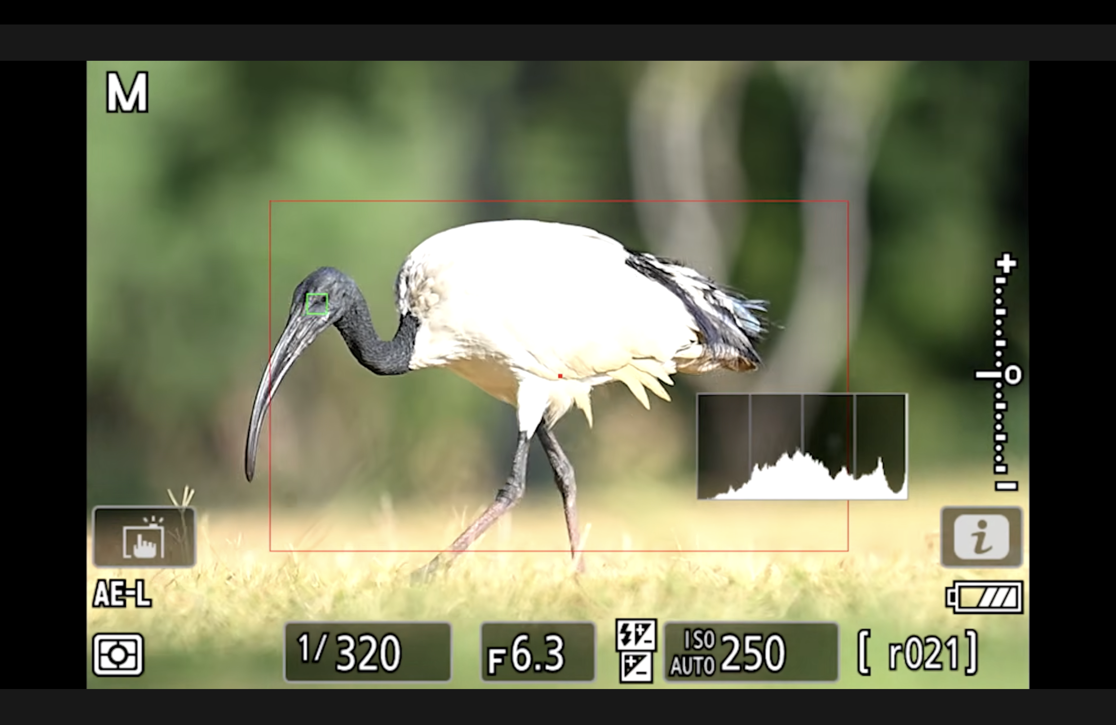 Nikon Z8 Autofocus Setup: A Practical Guide to My Field Settings | C4 ...